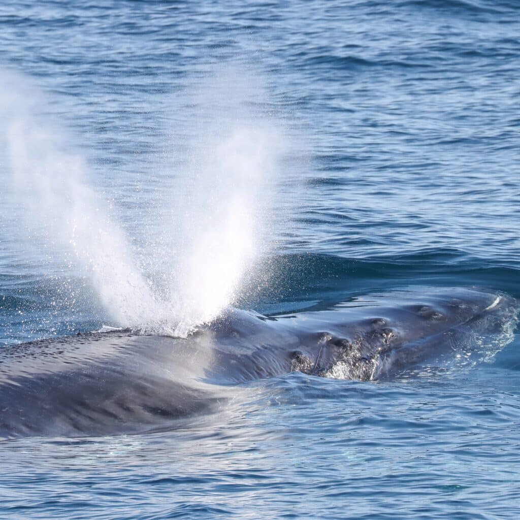 Wildlife - Sea World Cruises